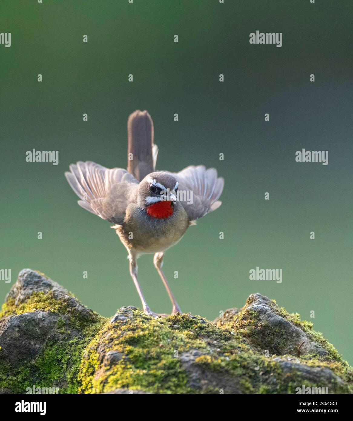 Riverine species hi-res stock photography and images - Alamy