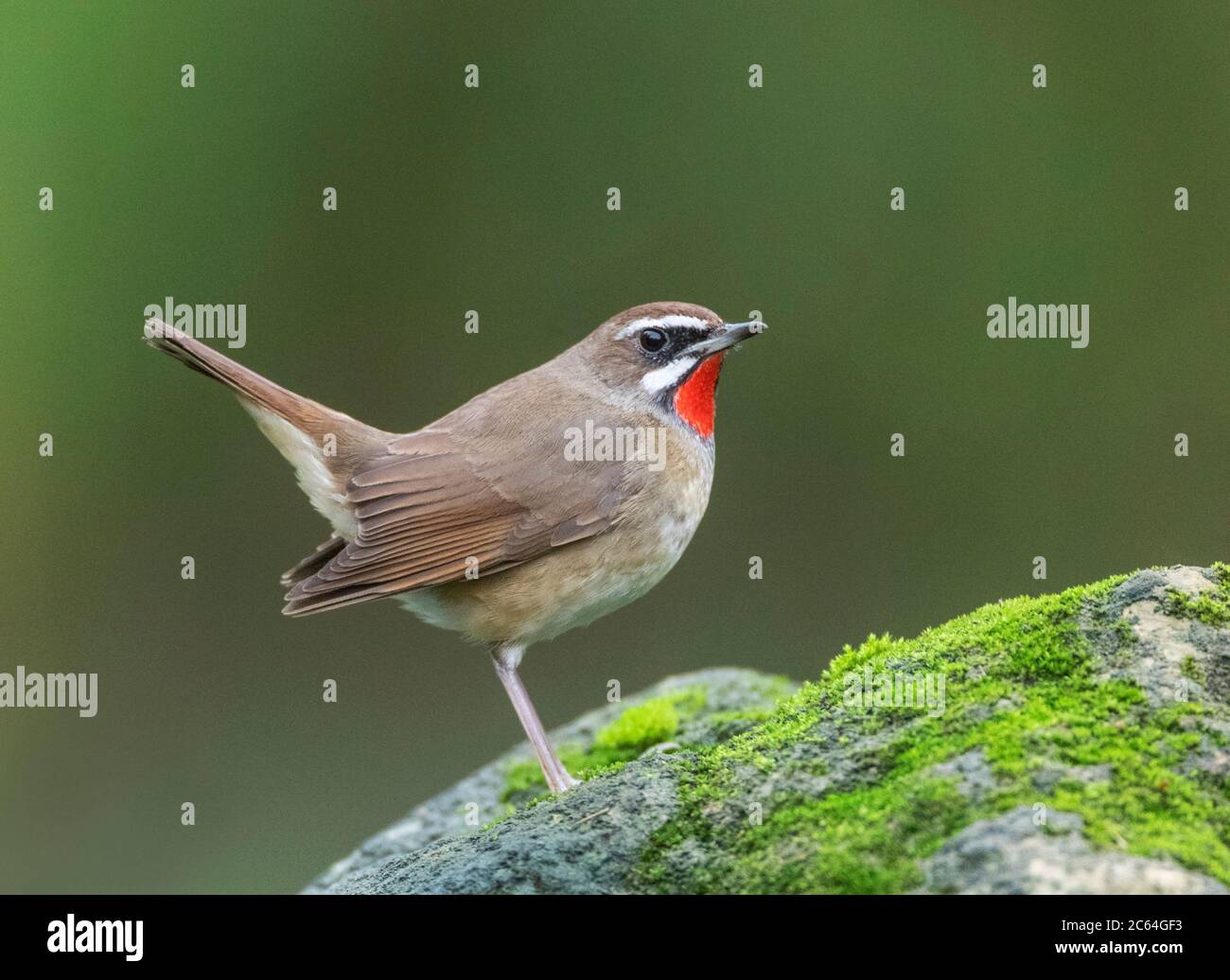 Stone along hi-res stock photography and images - Alamy