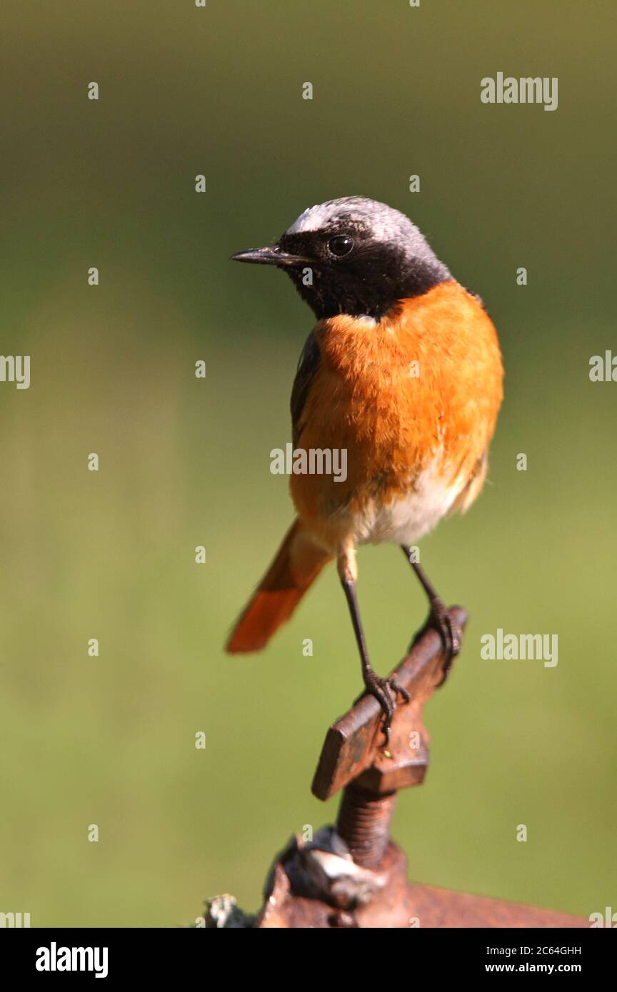 Male of Common redstart with summer plumage Stock Photo - Alamy