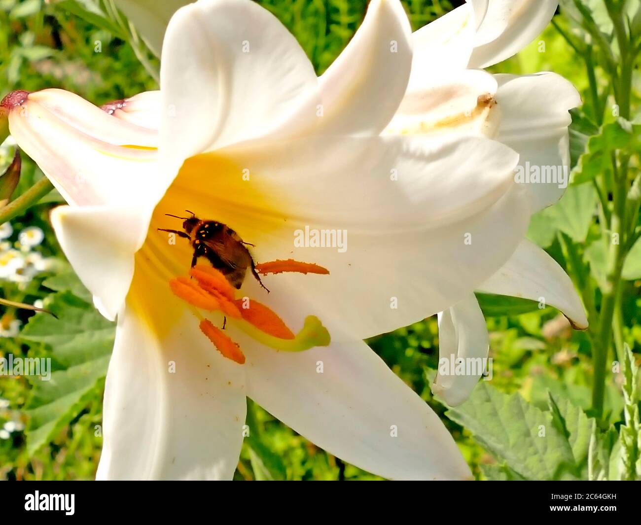 Regal lily with flower, medieval symbol and medicinal plant Stock Photo ...