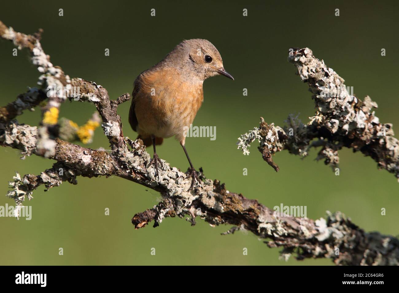 Female Common Redstart High Resolution Stock Photography and Images - Alamy