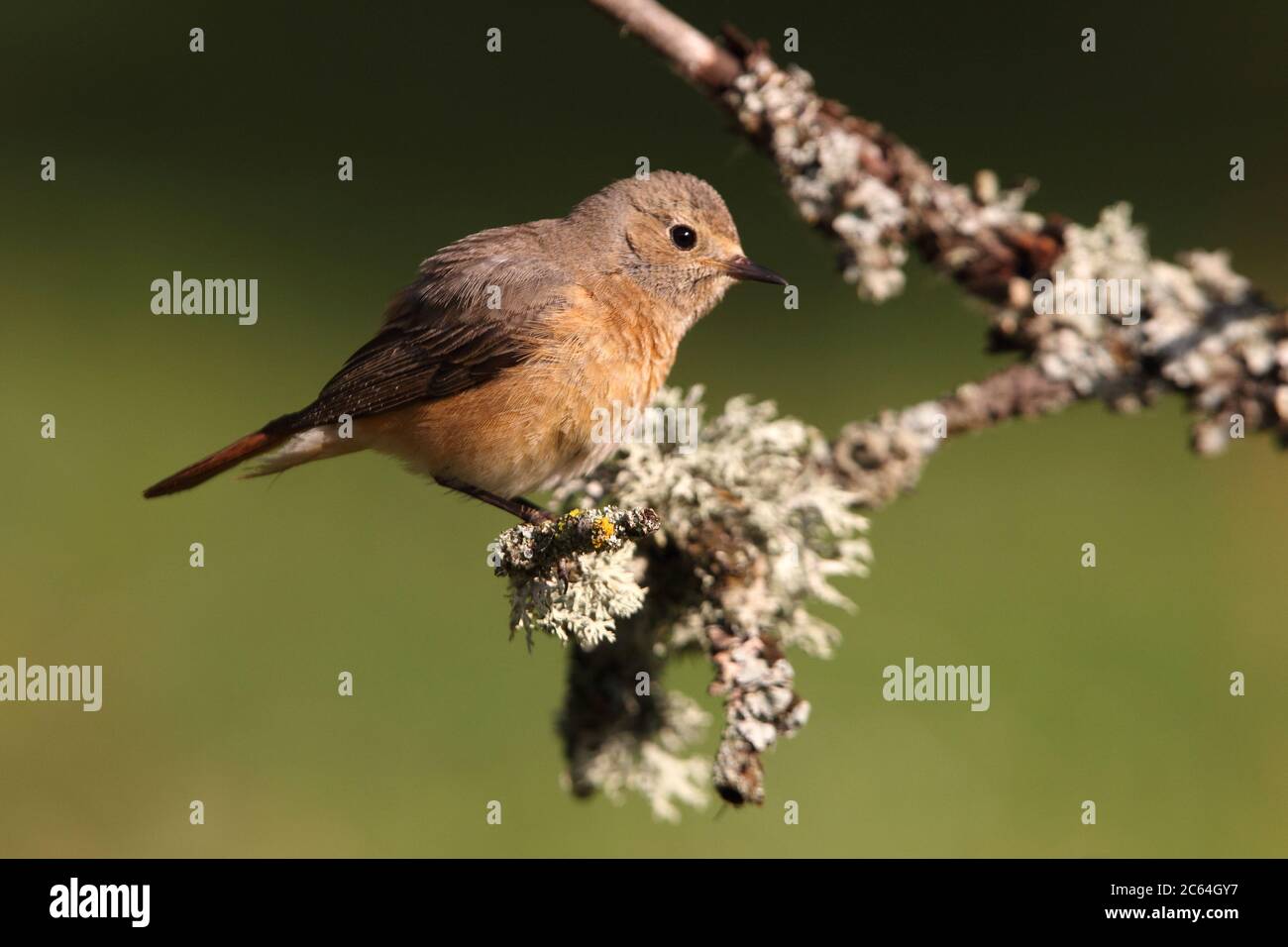 Female of Common redstart with summer plumage Stock Photo - Alamy