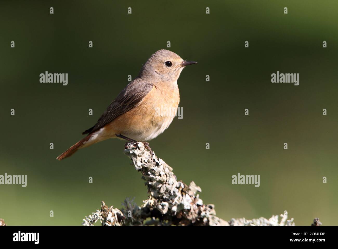 Female of Common redstart with summer plumage Stock Photo - Alamy