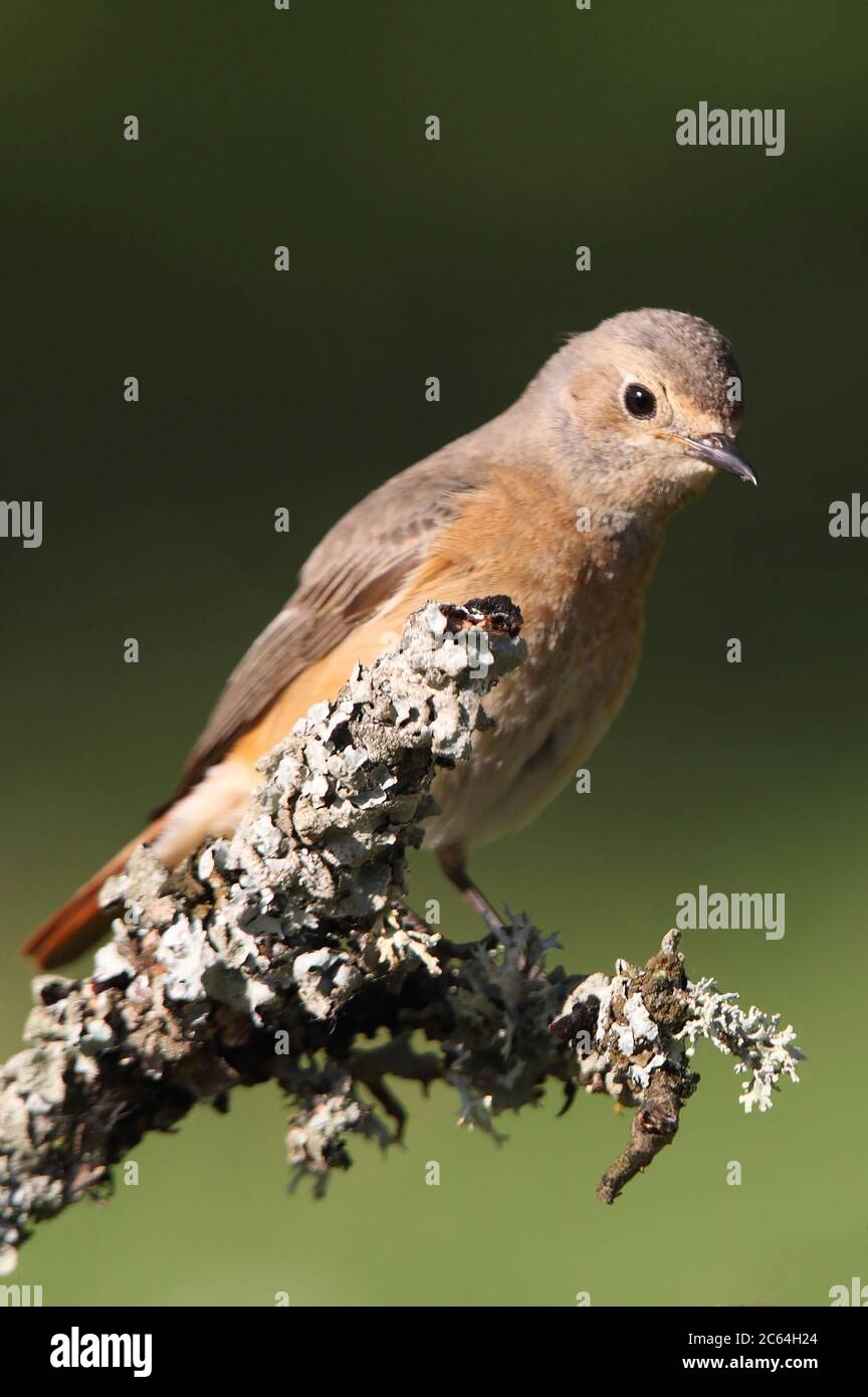 Female of Common redstart with summer plumage Stock Photo - Alamy