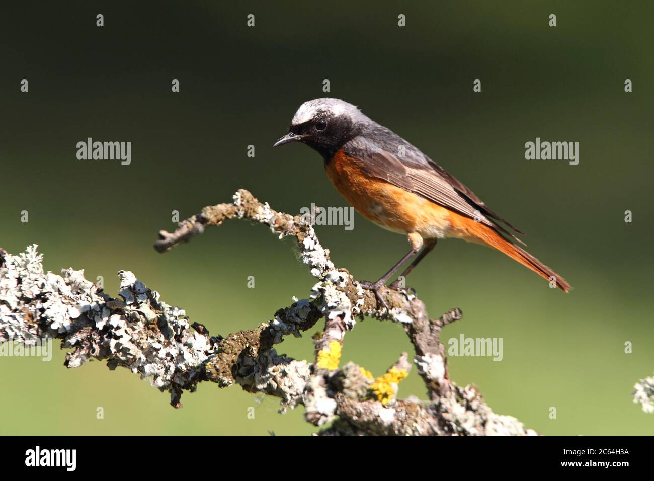 Male of Common redstart with summer plumage Stock Photo - Alamy