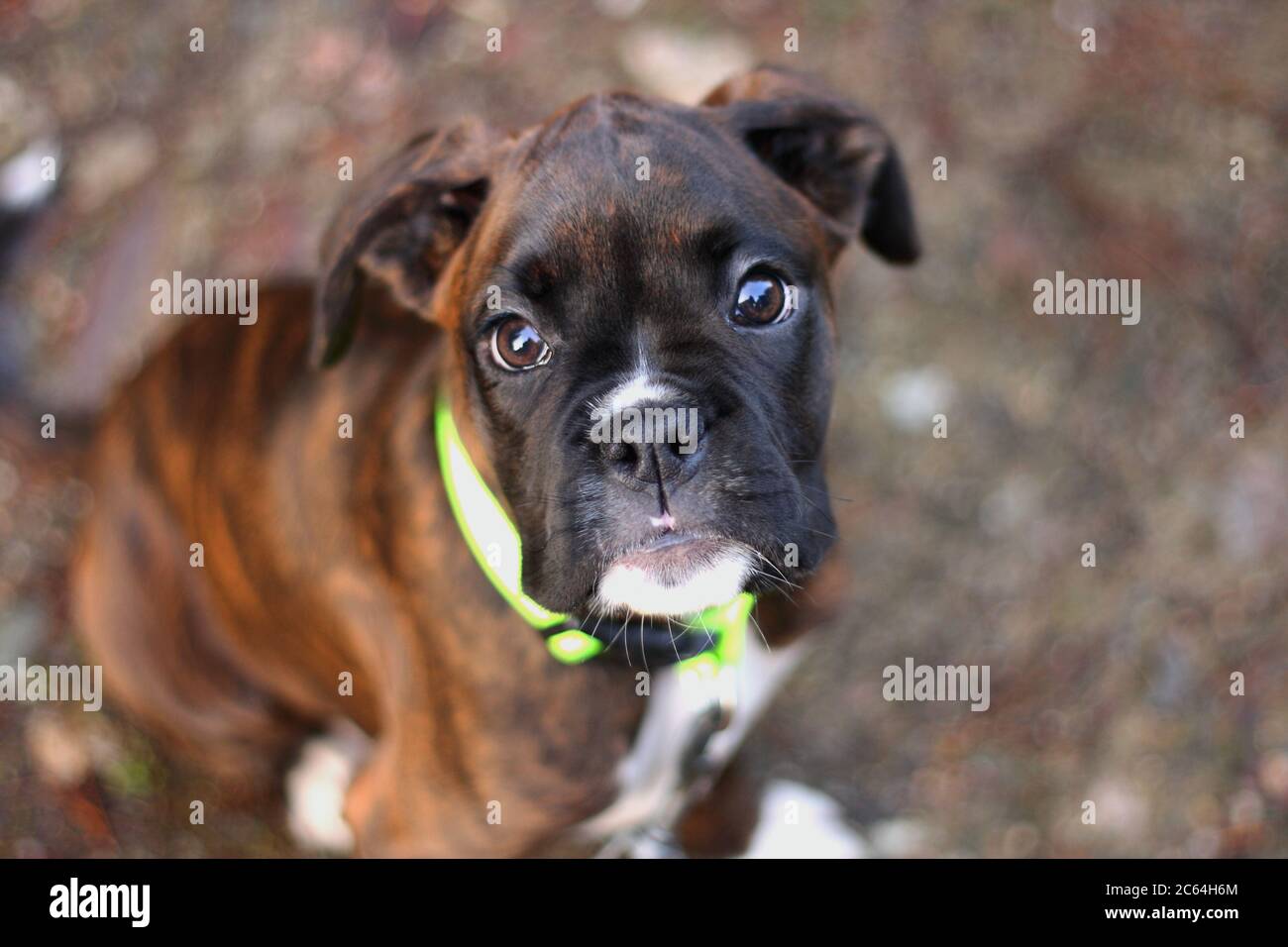 Boxer puppy garden hi-res stock photography and images - Alamy
