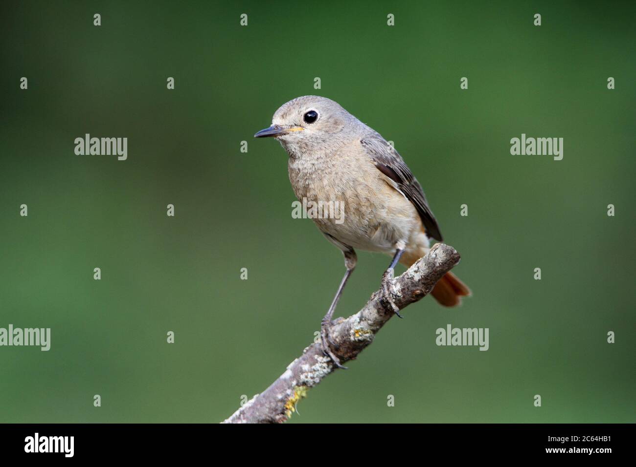 Female of Common redstart with summer plumage Stock Photo - Alamy
