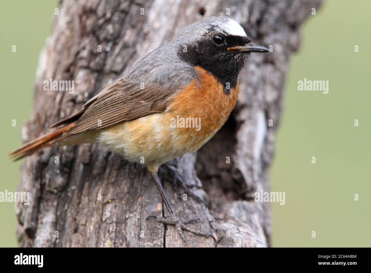 Male of Common redstart with summer plumage Stock Photo - Alamy