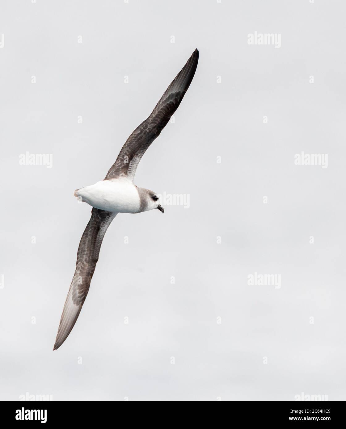 Seen side on new zealand hi-res stock photography and images - Alamy