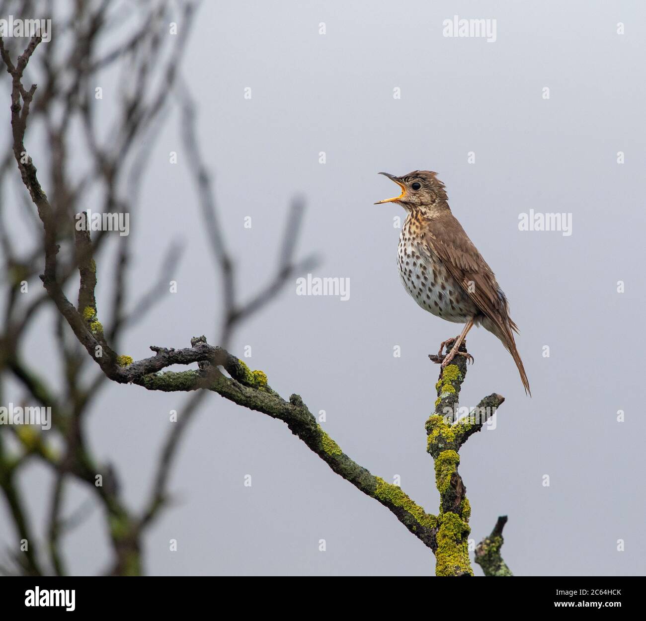 New zealand thrush hi-res stock photography and images - Alamy