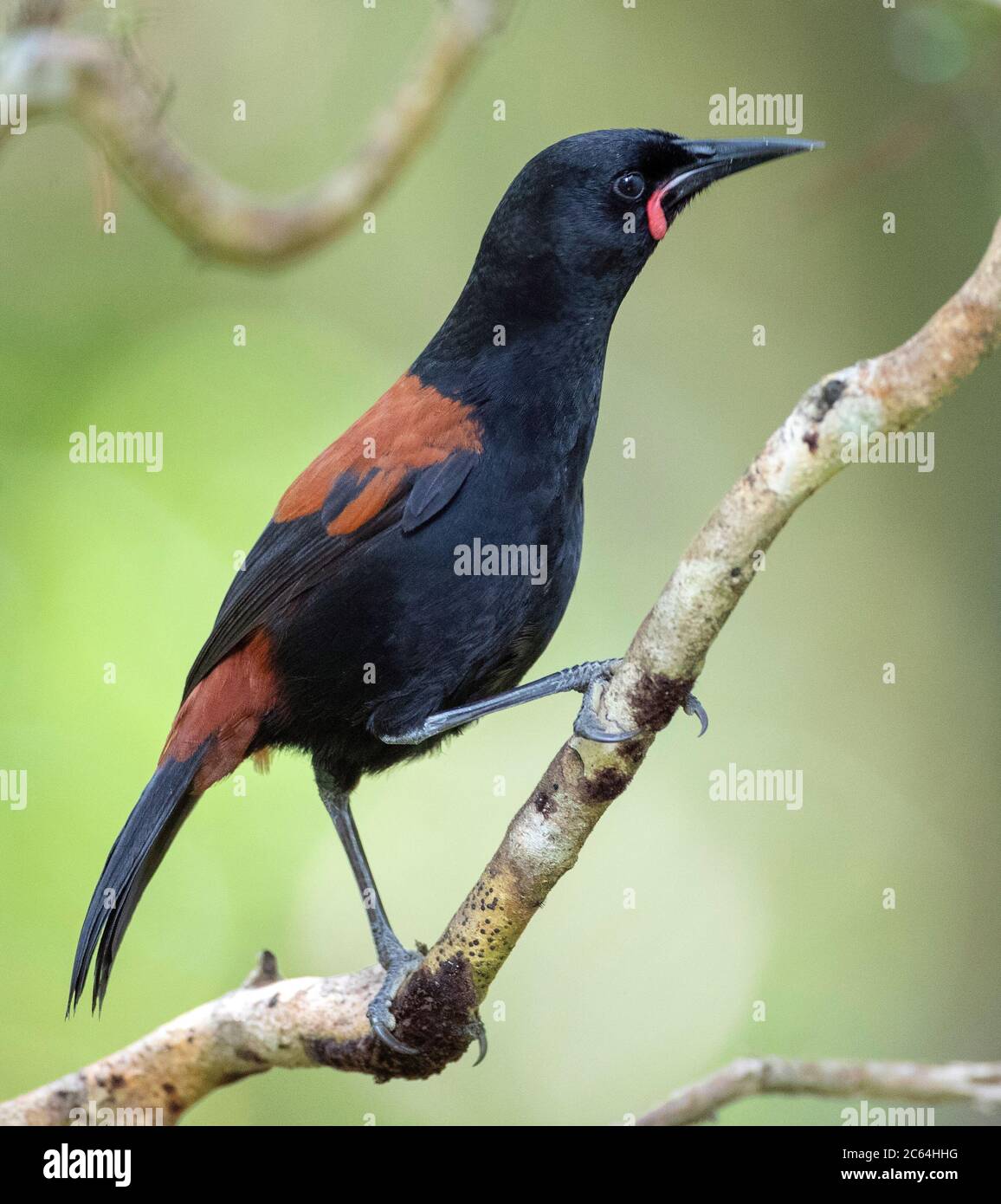 Saddleback bird new zealand hi-res stock photography and images - Alamy