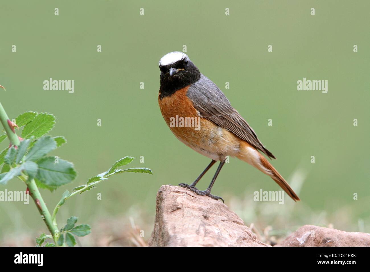 Male of Common redstart with summer plumage Stock Photo - Alamy