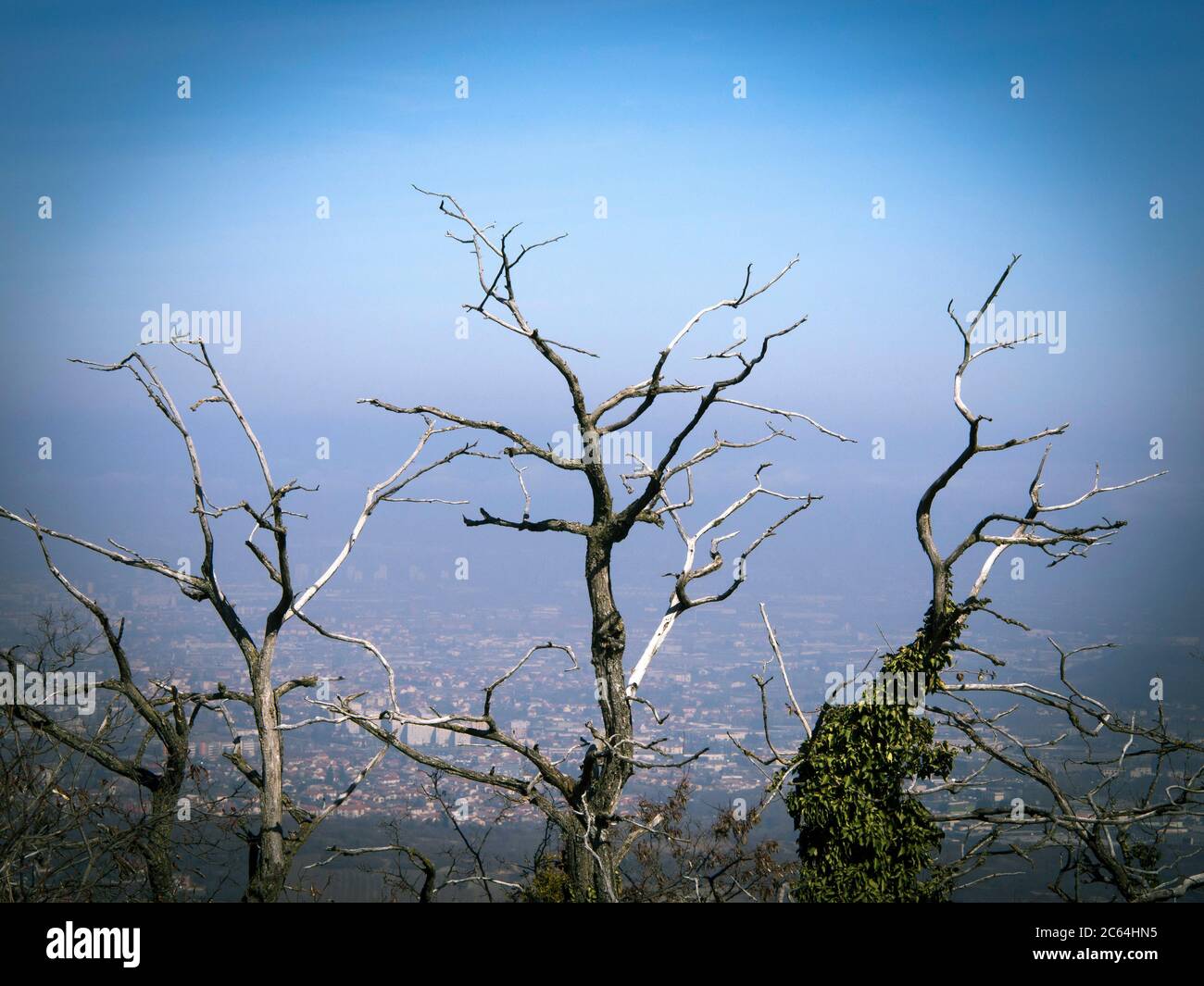 Dead trees and branches hi-res stock photography and images - Alamy