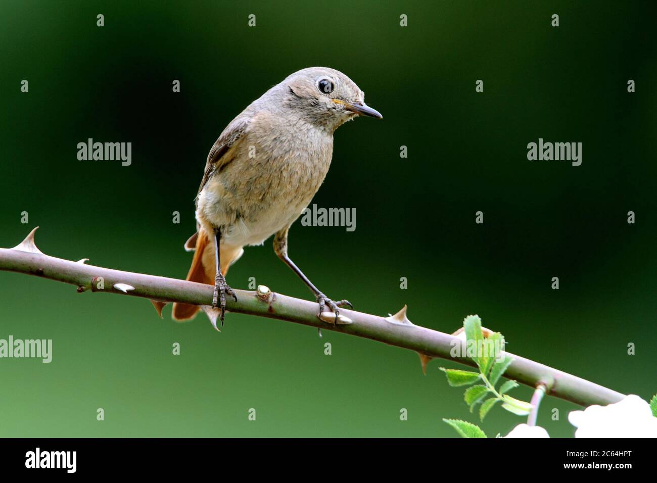 Female of Common redstart with summer plumage Stock Photo - Alamy