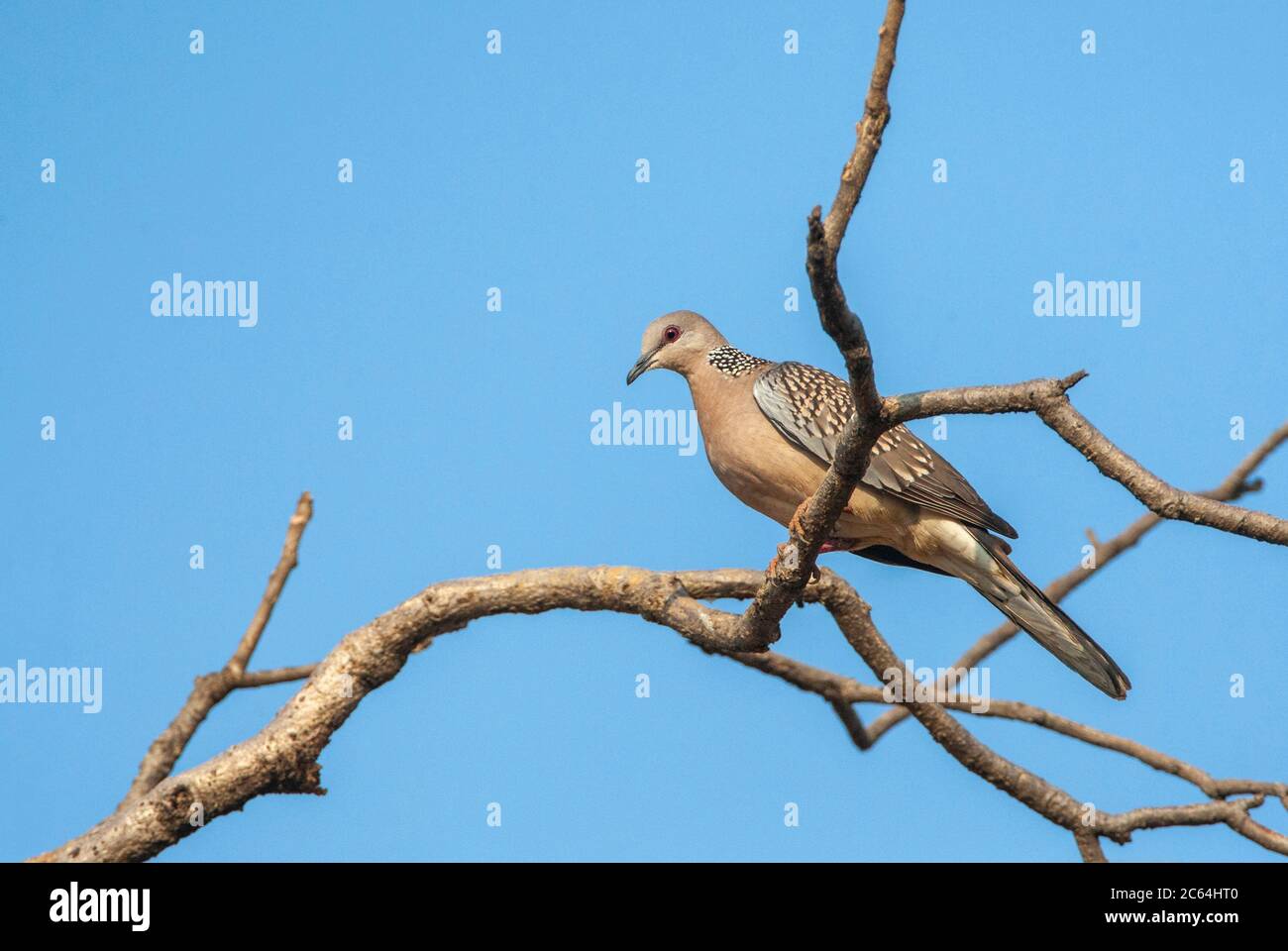 Spilopelia chinensis hi-res stock photography and images - Alamy
