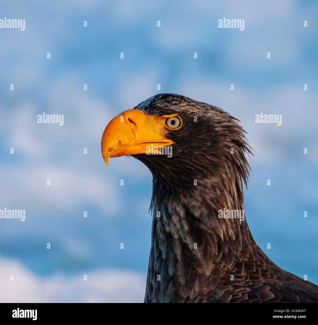 Strong sharp bill hi-res stock photography and images - Alamy