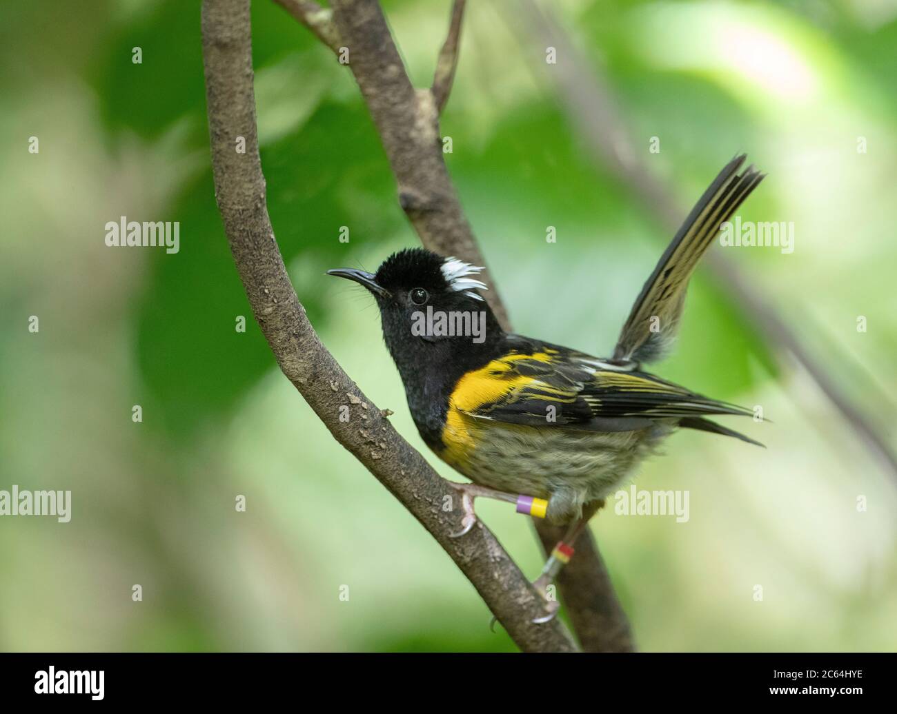 Male Stitchbird (Notiomystis cincta), also known as or hihi, on on ...