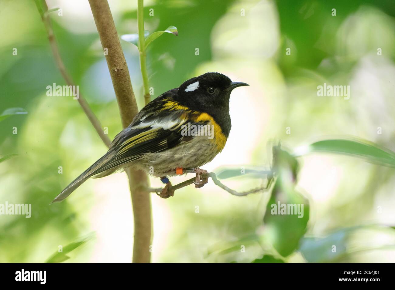 Isla tiritiri hi-res stock photography and images - Alamy