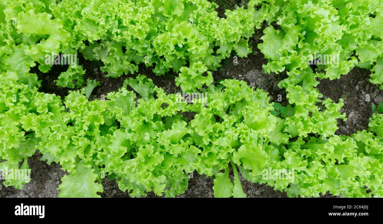 Green lettuce in the garden in the greenhouse. Growing lettuce and ...