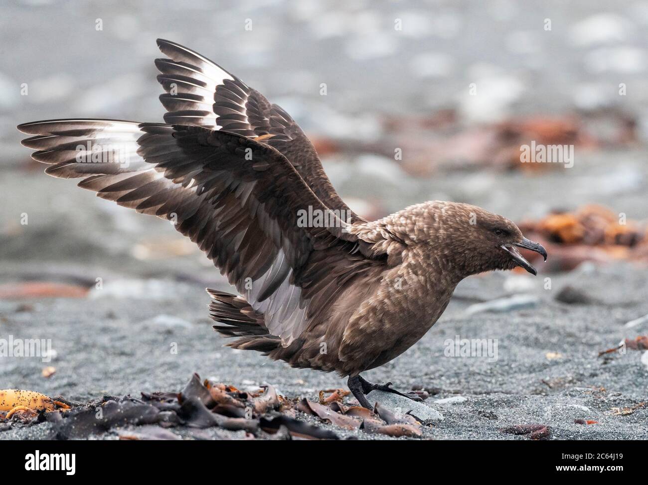 Brown Skua (Stercorarius antarcticus lonnbergi) on the beach of Macquarie Island, Australia ...
