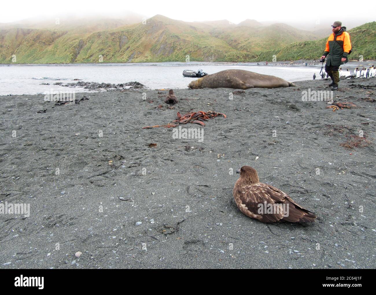 Subantarctic macquarie skua bird hi-res stock photography and images - Alamy