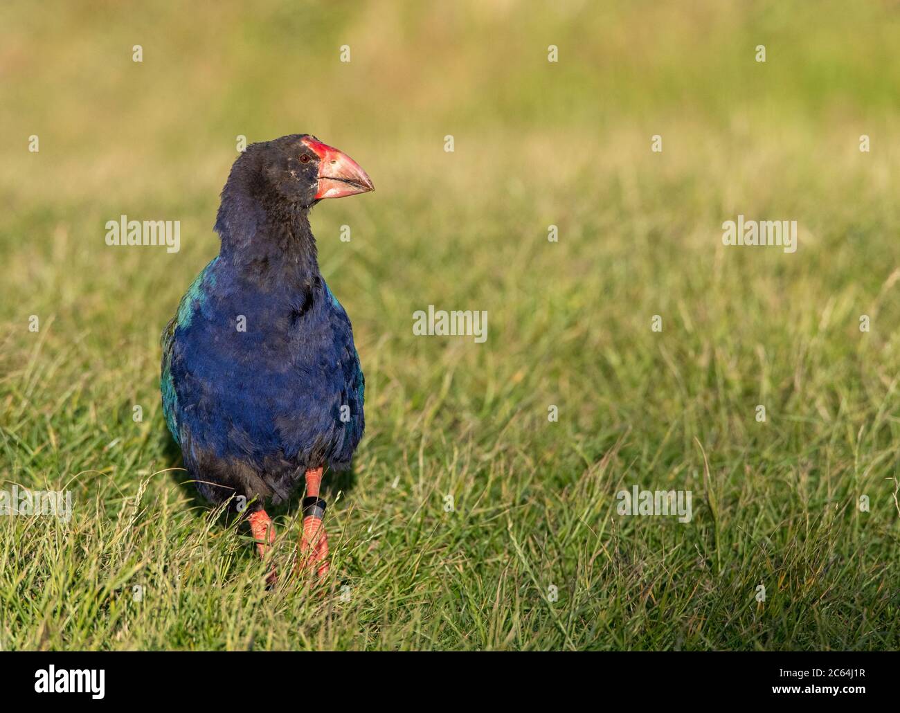 South Island Takahe (Porphyrio hochstetteri) an endangered flightless ...