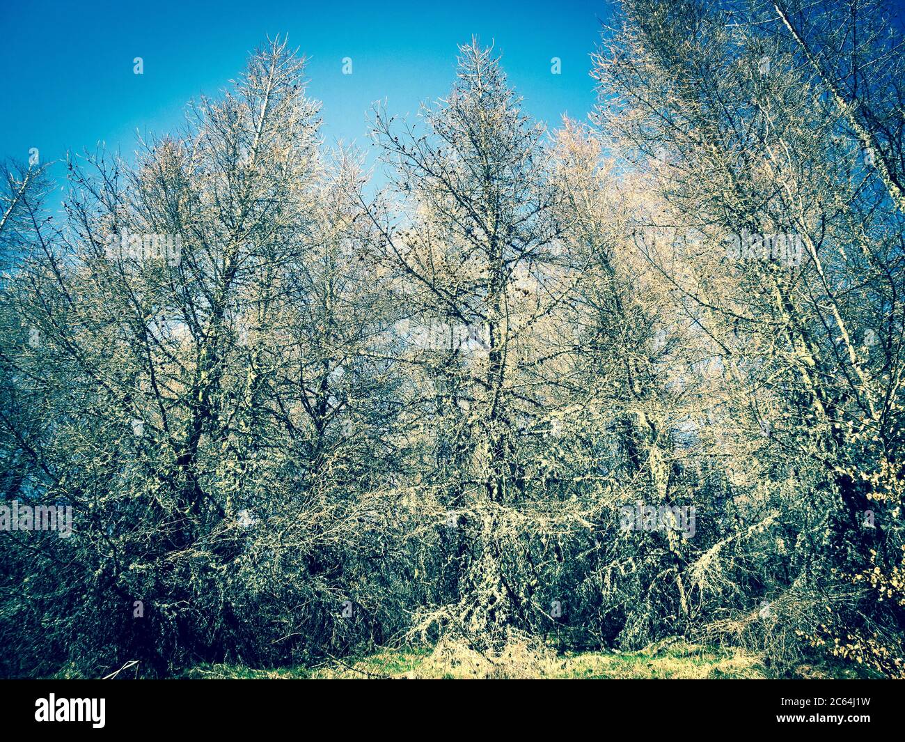 Fir trees in winter Stock Photo - Alamy