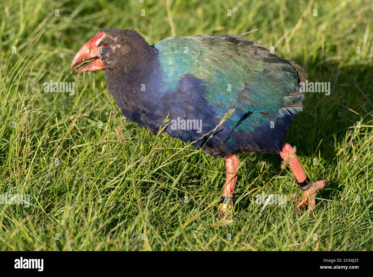 South Island Takahe (Porphyrio hochstetteri) an endangered flightless ...