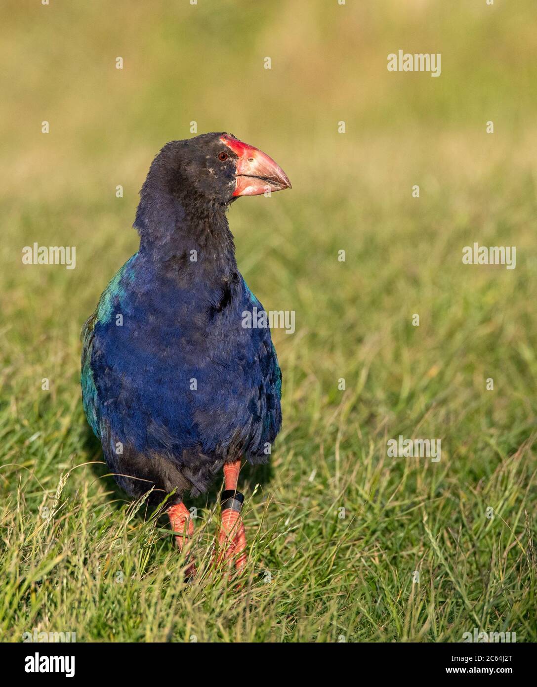 South Island Takahe (Porphyrio hochstetteri) an endangered flightless ...