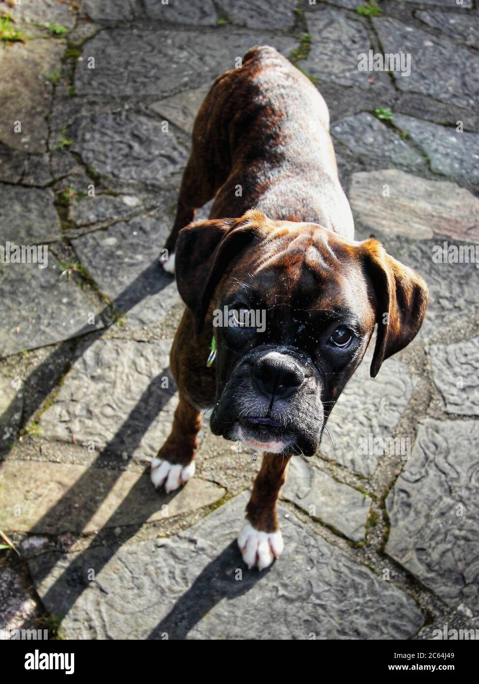 Boxer puppy garden hi-res stock photography and images - Alamy