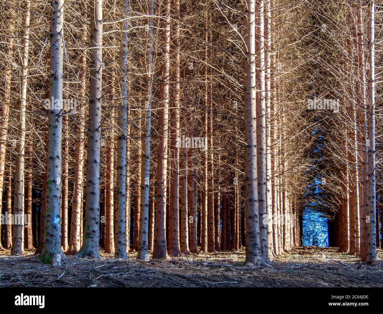 Tall tree trunks create a serene pathway in a forest during daylight ...