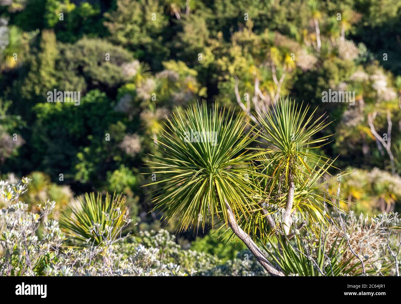 Native palm like tree on Tiritiri Matangi Island in the Hauraki Gulf ...