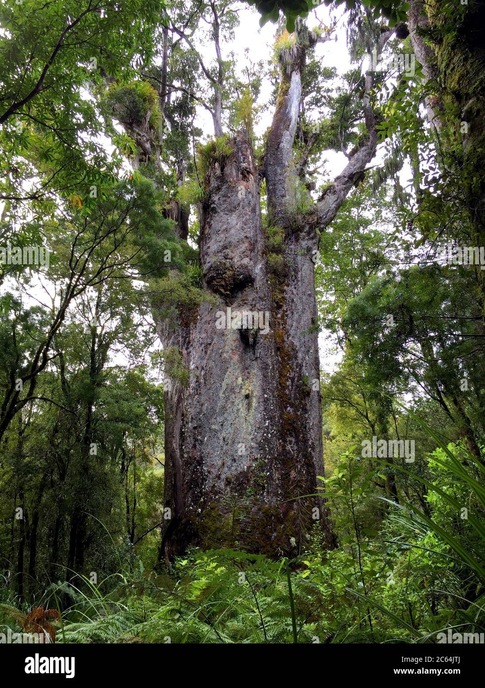 Huge agathis australis agathis australis hi-res stock photography and ...