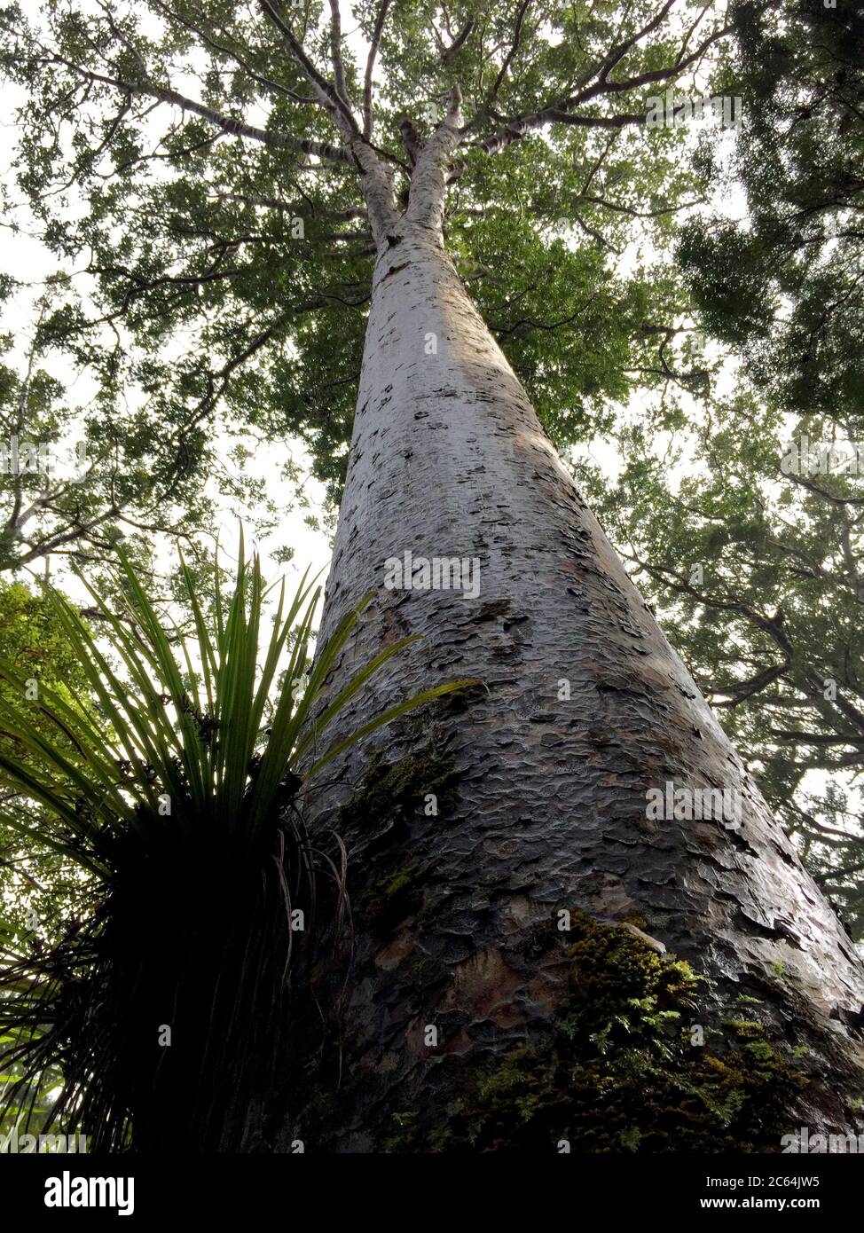 Huge Kauri (Agathis australis) canopy in Waipoua Forest on North Island ...