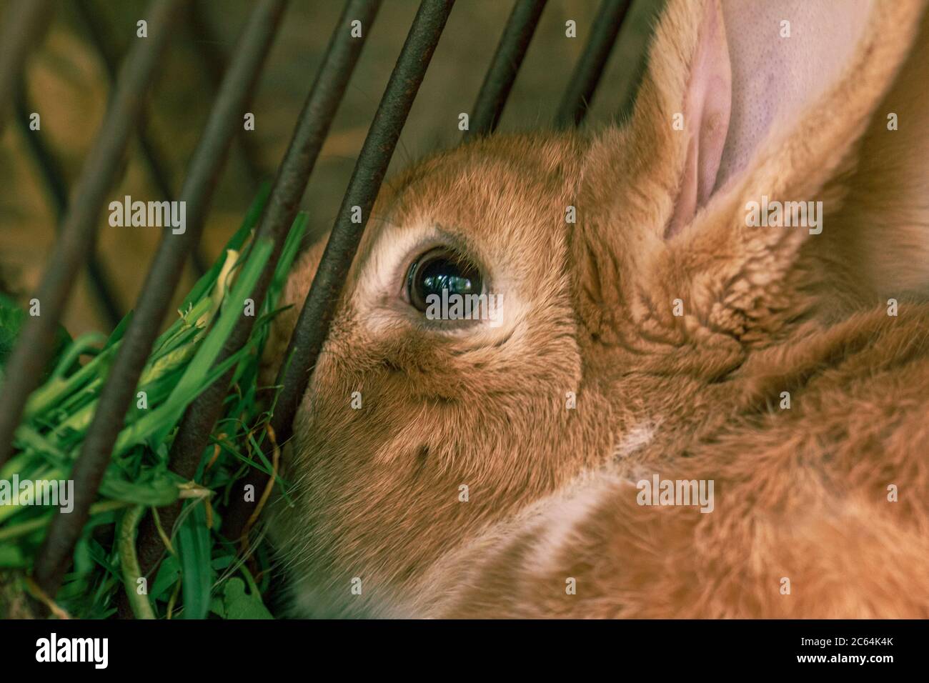 Fluffy farm animal rabbit eyes, adult mummy in cage Stock Photo - Alamy