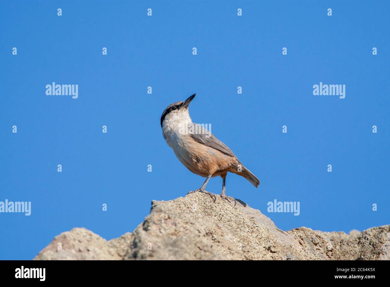Western Rock Nuthatch (Sitta neumayer) in breeding habitat on the Greek ...