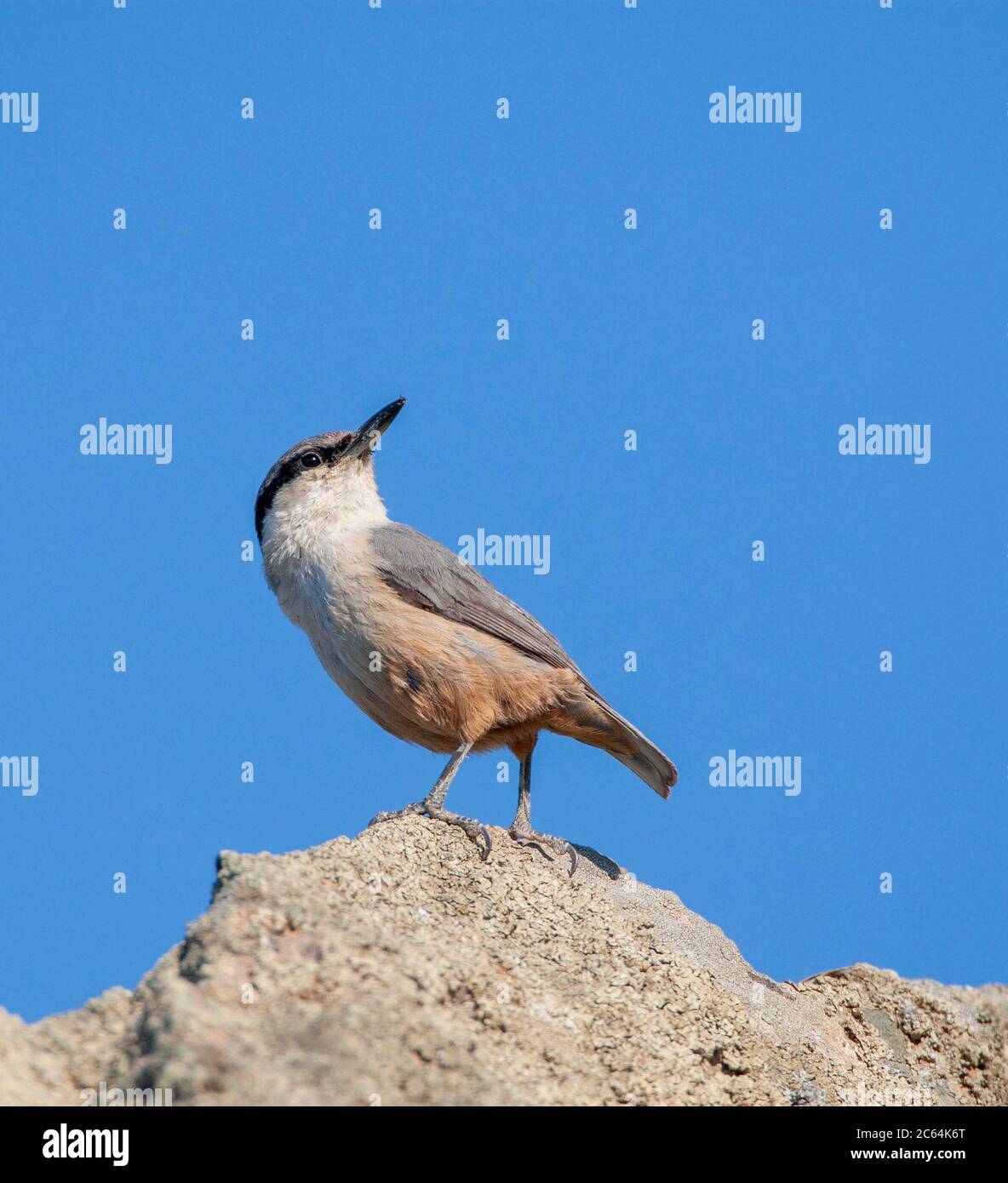 Western Rock Nuthatch (Sitta neumayer) in breeding habitat on the Greek ...
