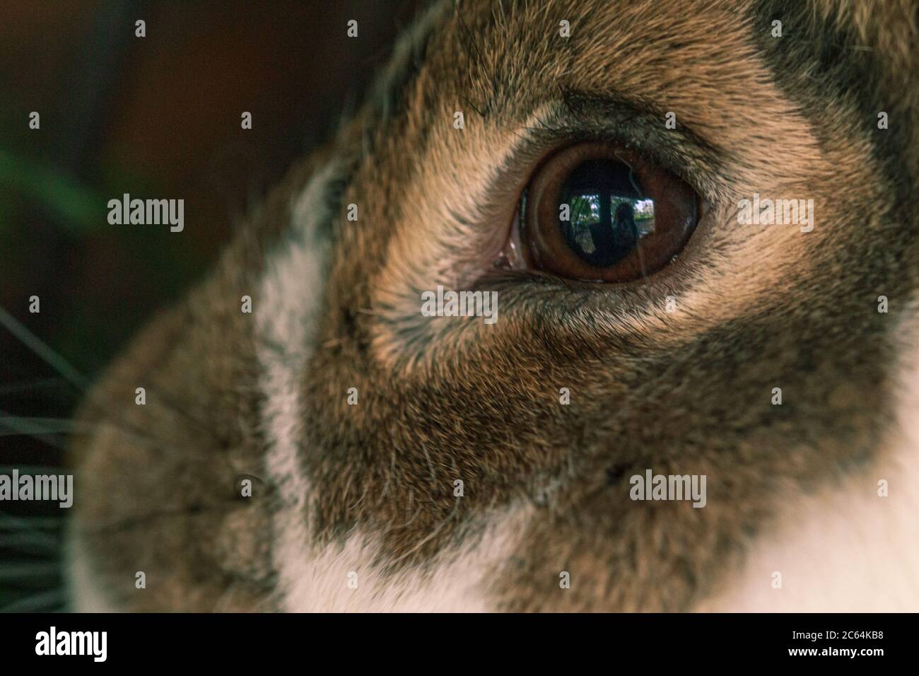 Fluffy farm animal brown color rabbit adult boy in cage Stock Photo - Alamy