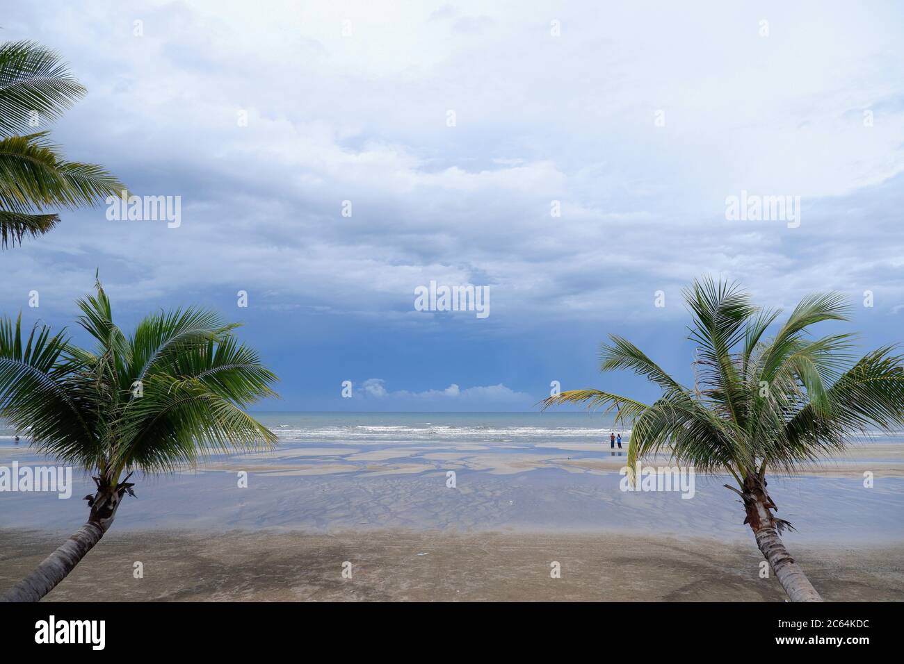 two coconut curve tree on the beach with couple in background Stock ...