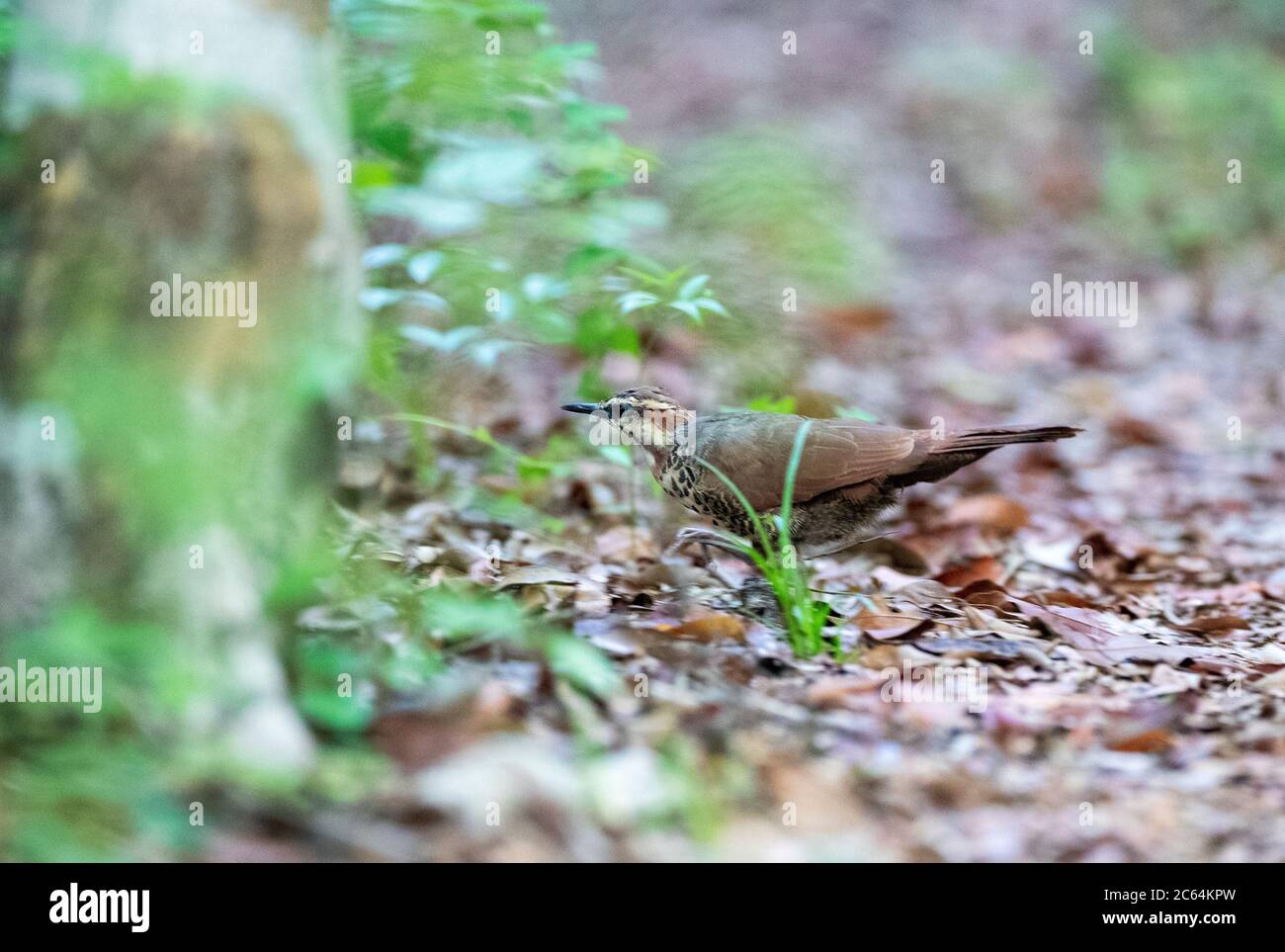 White-breasted Mesite (Mesitornis variegatus) walking on the ground in ...