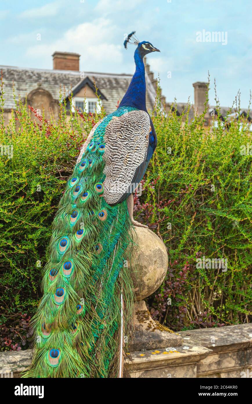 Newstead abbey peacock hi-res stock photography and images - Alamy