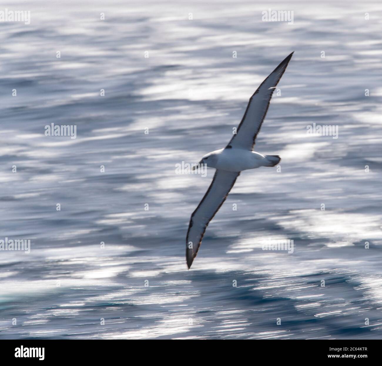 White-capped Albatross (Thalassarche steadi) flying above the southern ...