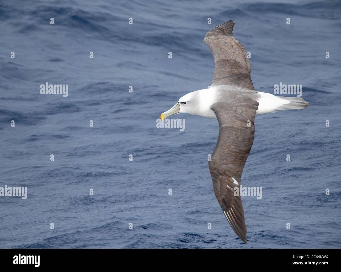 White-capped Albatross (Thalassarche steadi) flying above the southern ...