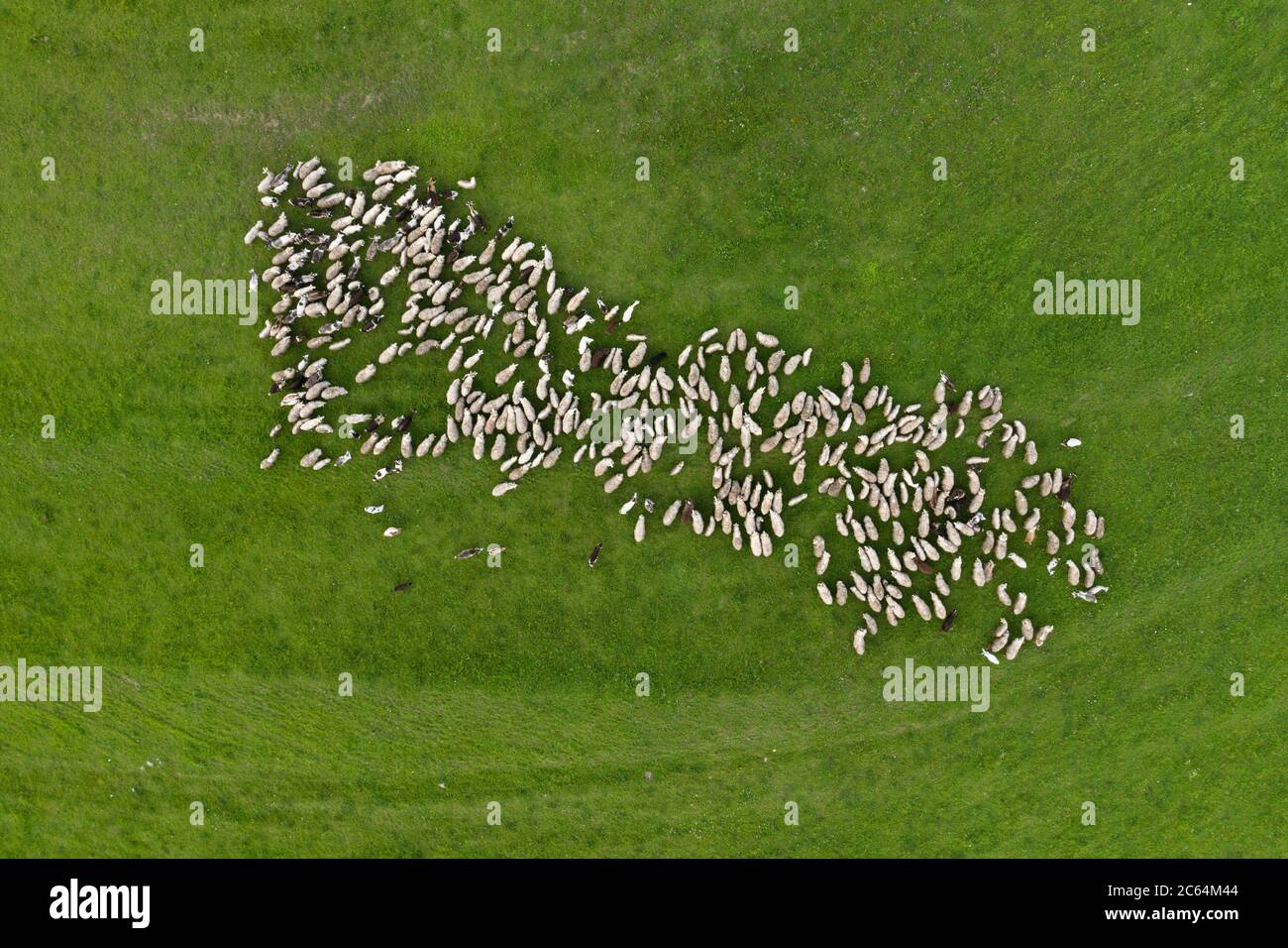Herding sheep aerial hi-res stock photography and images - Alamy