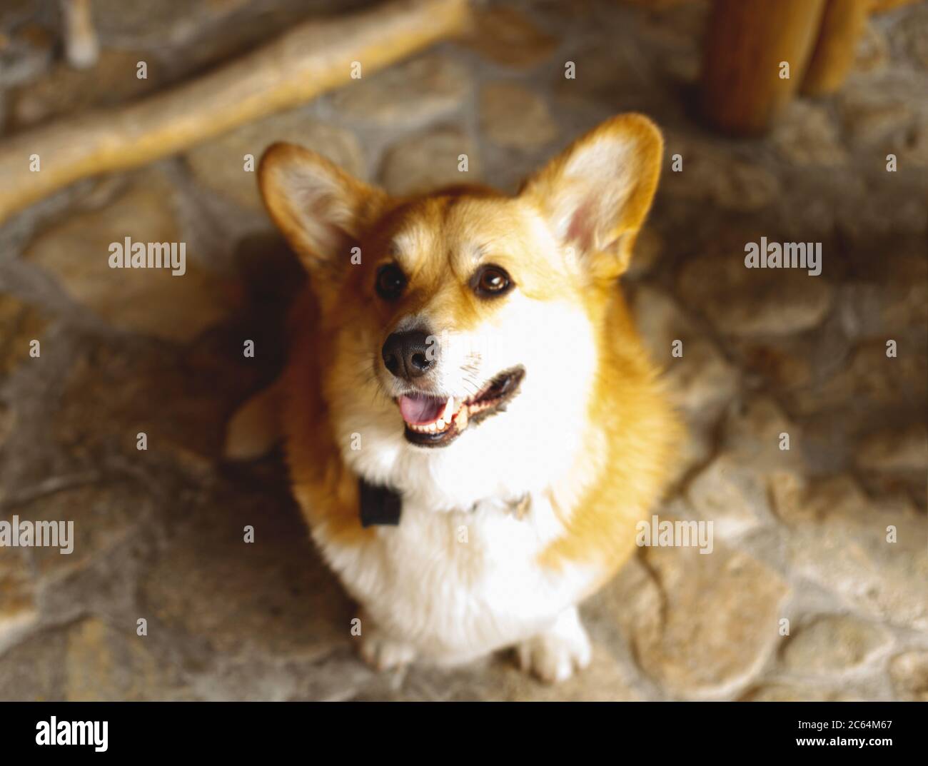 portrait of a young beautiful royal corgi Stock Photo - Alamy