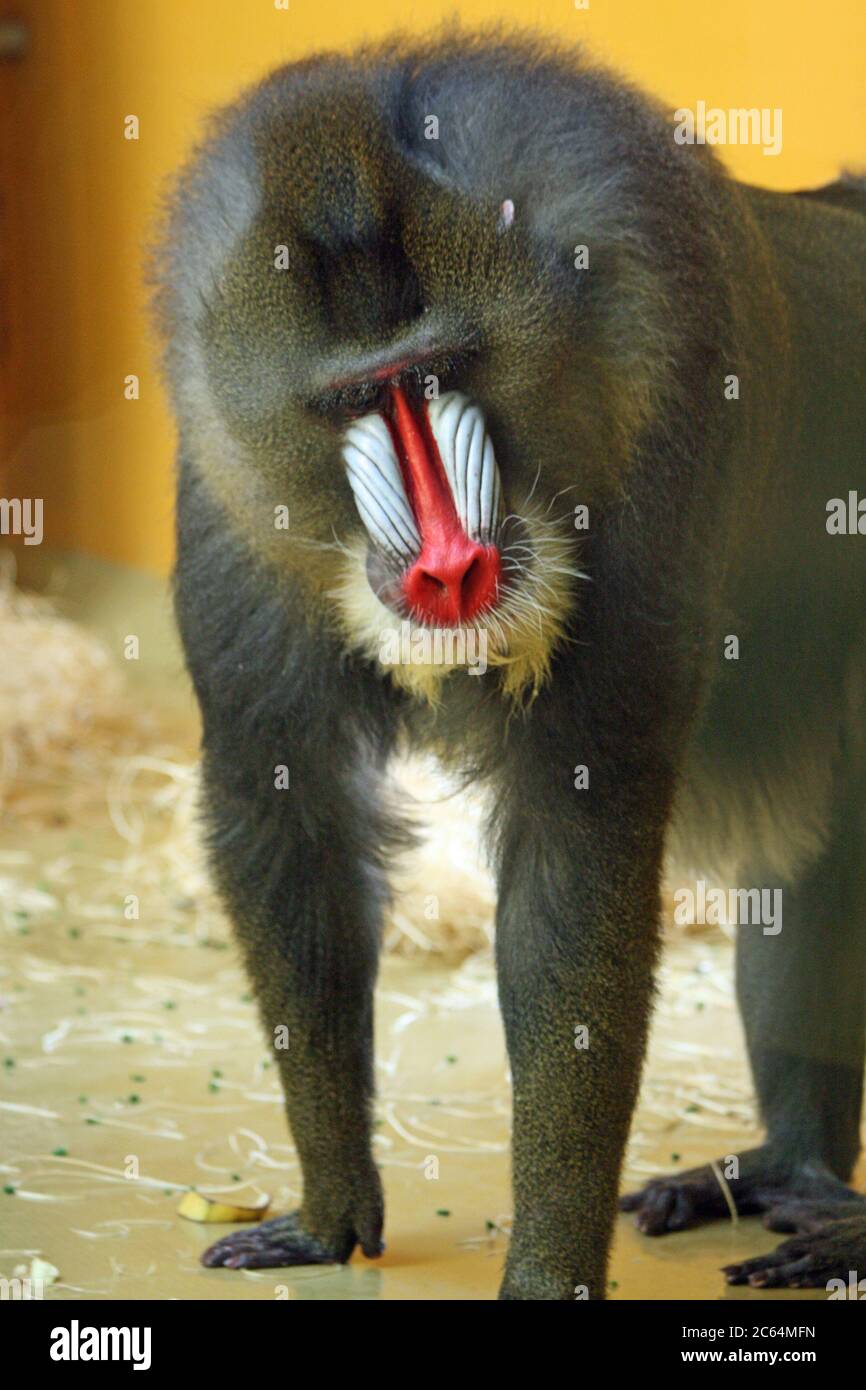 Mandrill affe hi-res stock photography and images - Alamy