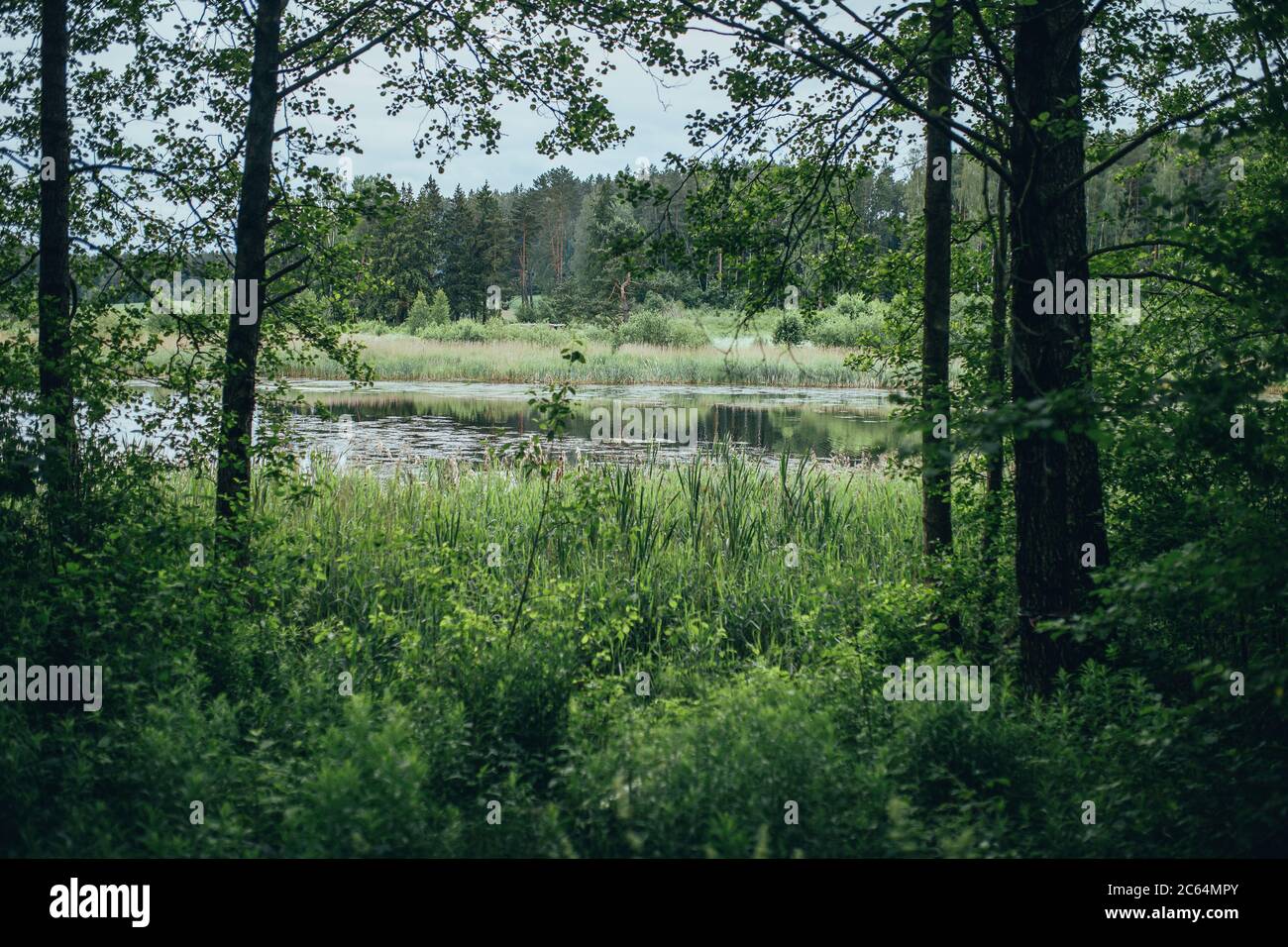Green thickets algae grass on hi-res stock photography and images - Alamy