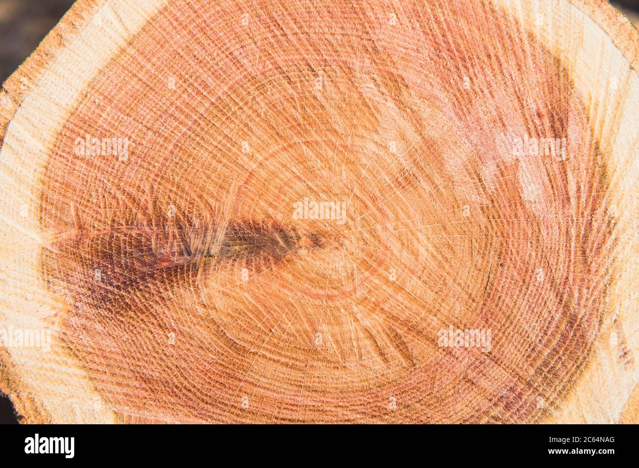 Natural live edge round wood slab with growth rings, cross cut wood ...