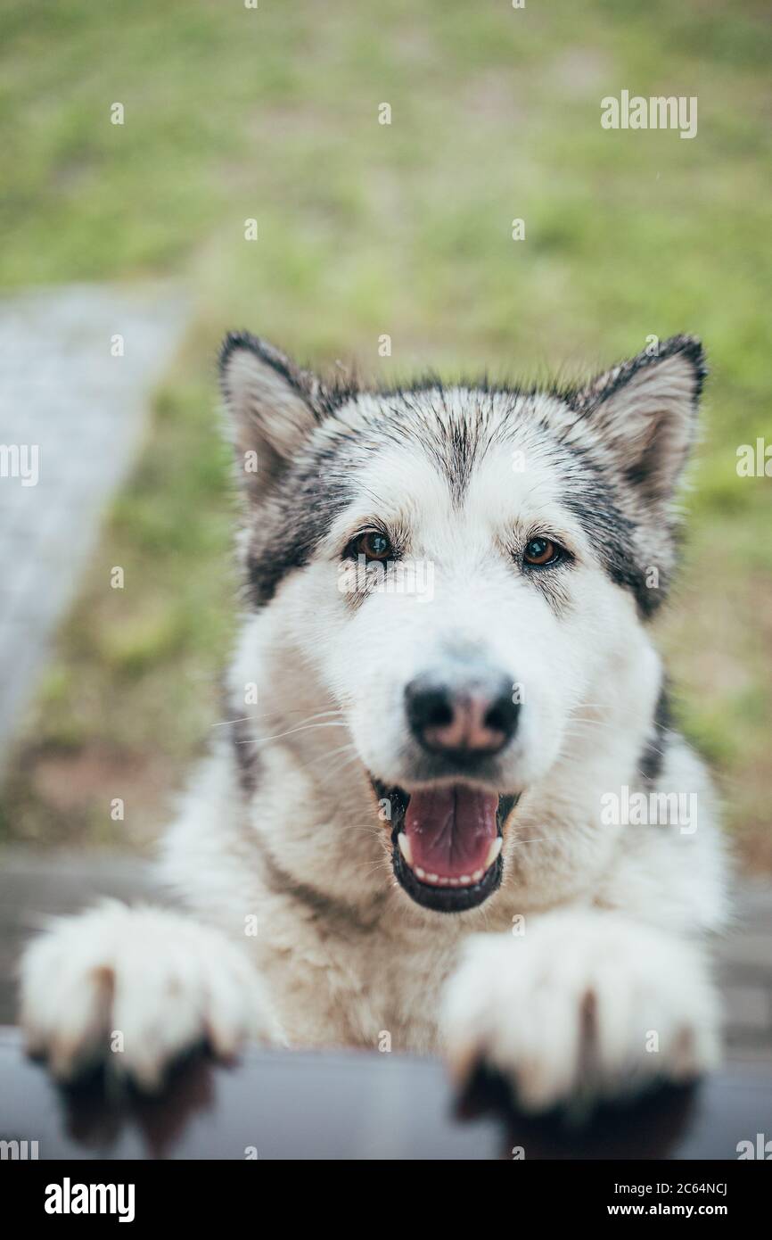 Female Alaskan Malamute stands on its hind legs by the window of the ...