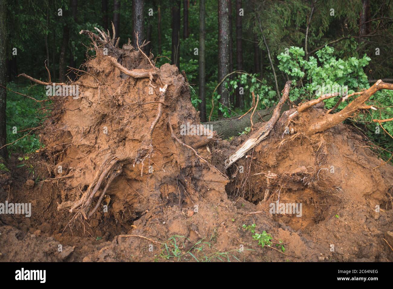 Bad weather uprooted trees hi-res stock photography and images - Alamy